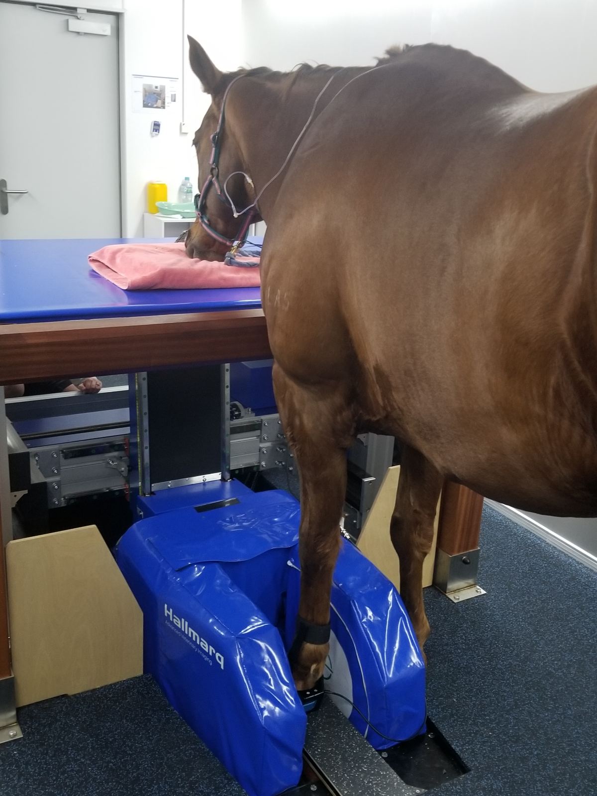 VetCT expands global reach in equine teleradiology with Murdoch ...