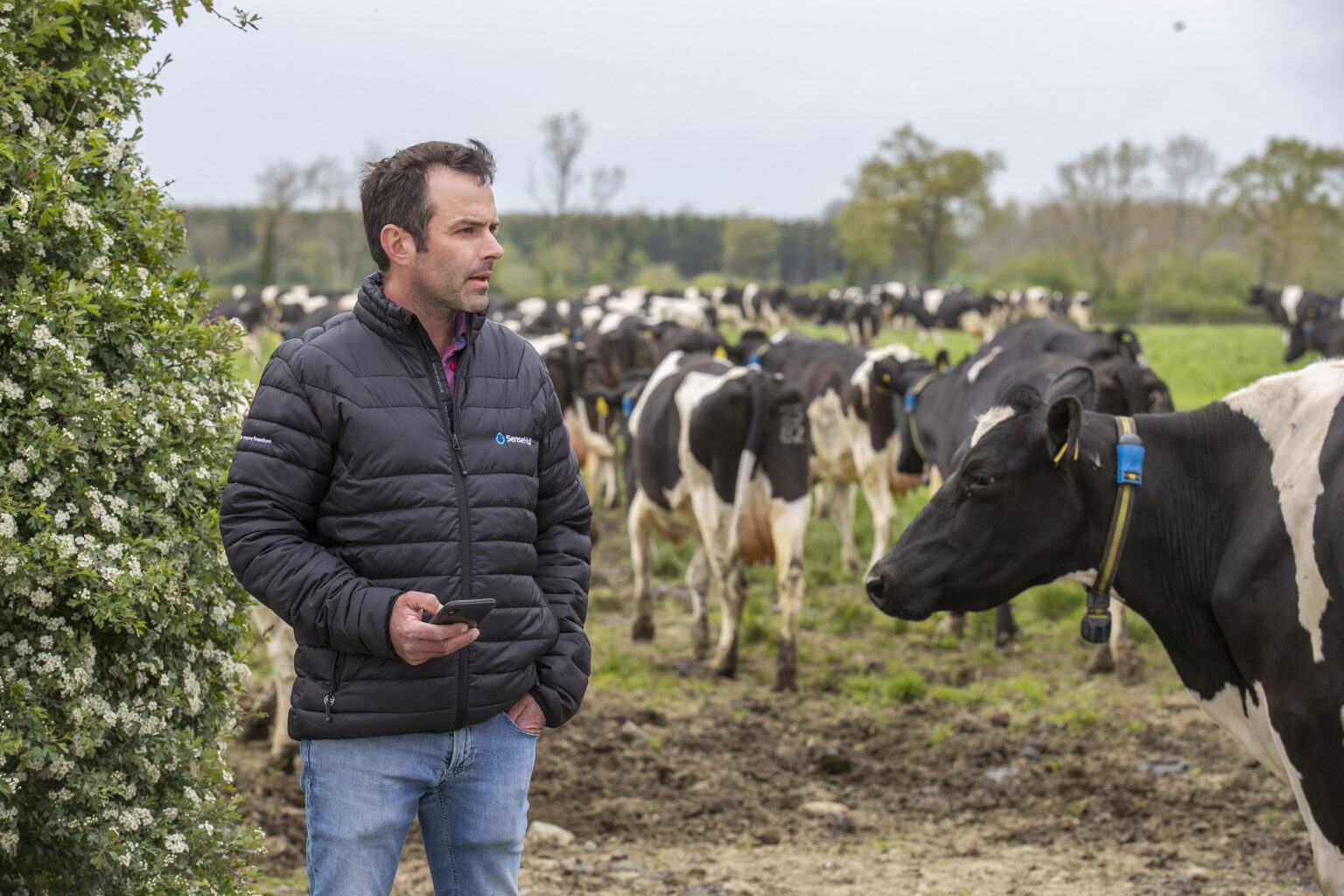 Dairy Farmers Rank SenseHub as the Best Cow Wearable Herd Monitoring ...