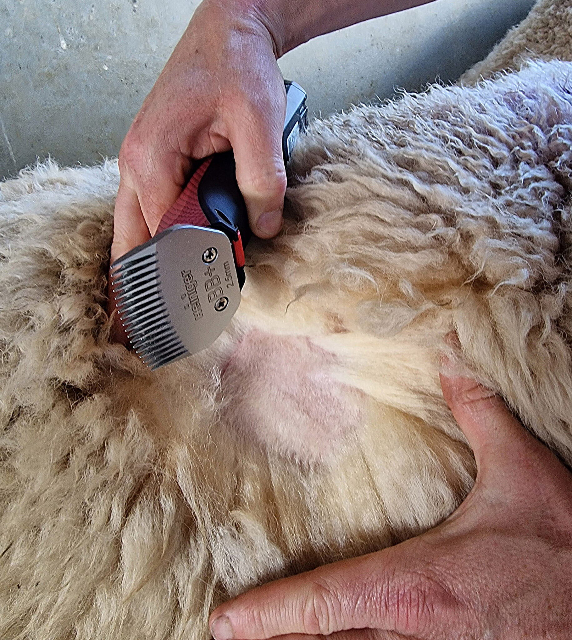 New clipper designed for vets – Wendy Nevins RVN