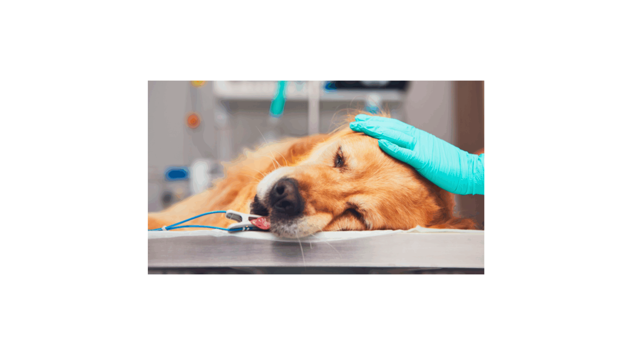 BVNA & AVA Learning Pathway in Anaesthesia – Register your Interest ...